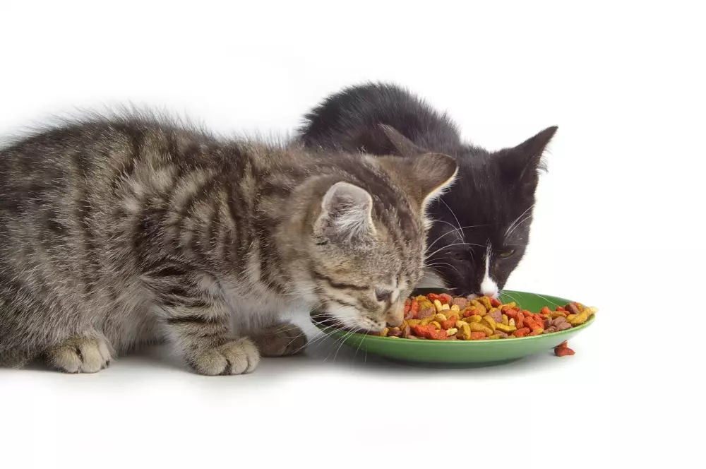 نحوه آموزش بچه گربه برای خوردن غذای خشک - قوانین اساسی 1145_1