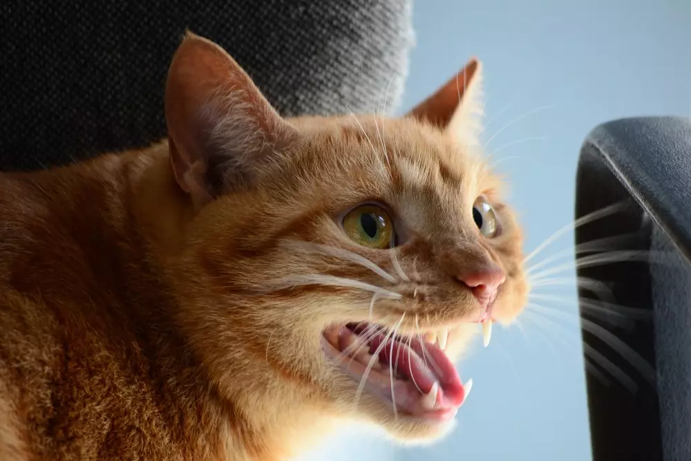 Чому у кота смердить з рота тухлятину