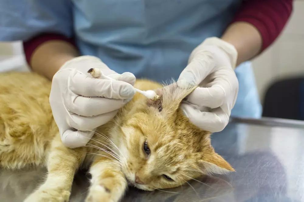 Tratamento de ácaros das orellas en gatos e gatos na casa 1158_1