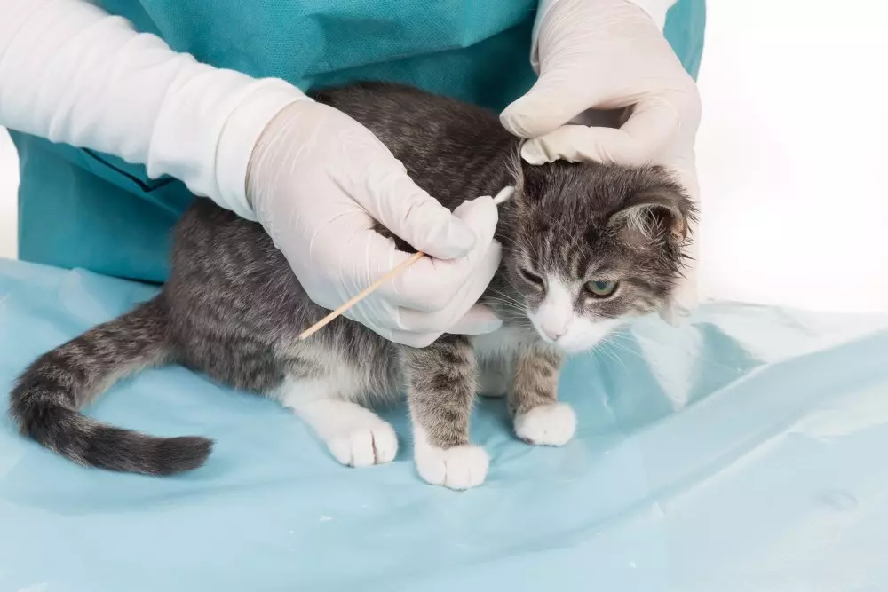 Léčba ušních roztočů u koček a koček doma 1158_2