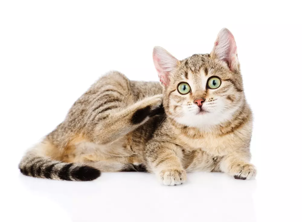 Tratar los ácaros del oído en gatos y gatos en casa 1158_4