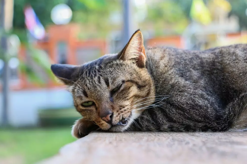 7 årsager til feber hos katte 1164_4