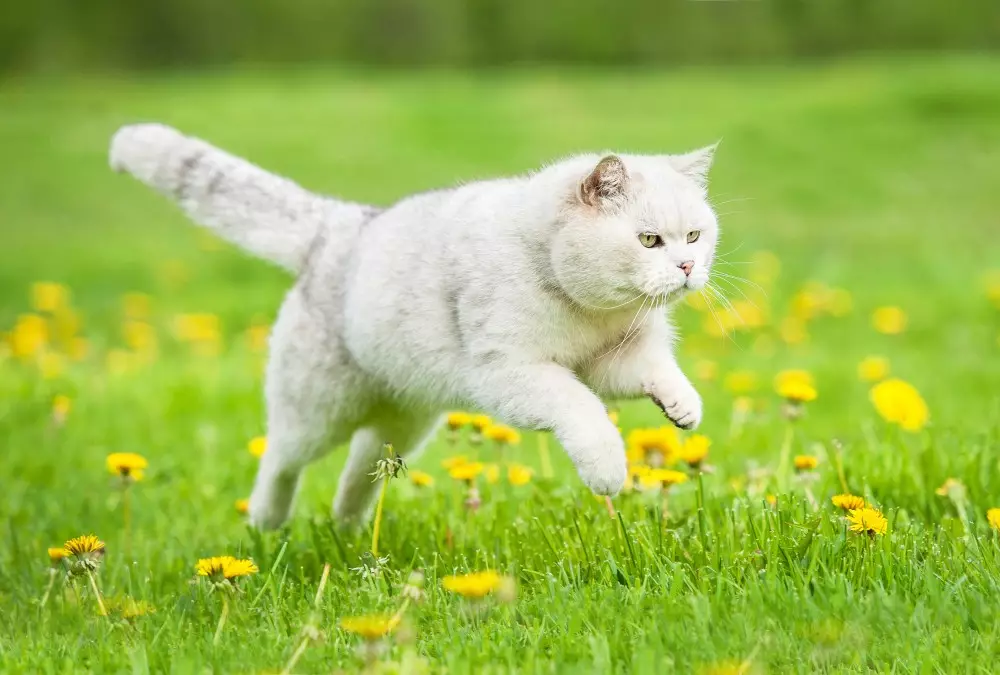 Sheria 4 za jinsi ya kuunganishwa paka ya Scottish Fold 118_2