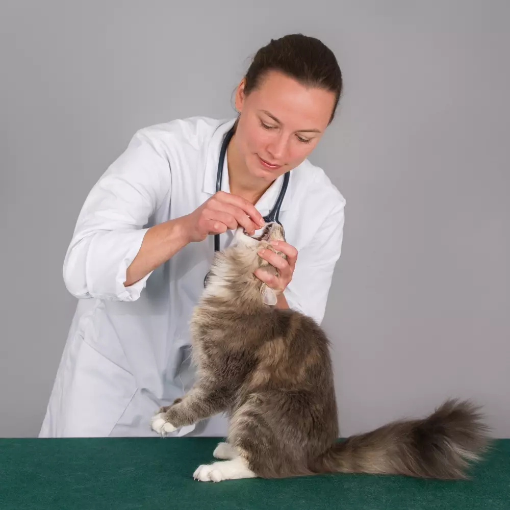 Itraconazole foar katten: ynstruksjes foar gebrûk