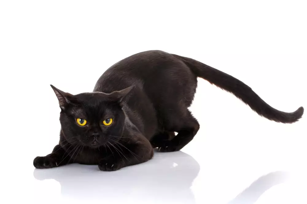 12 symptómov vírusovej peritonitídy u mačiek - ako sa liečiť