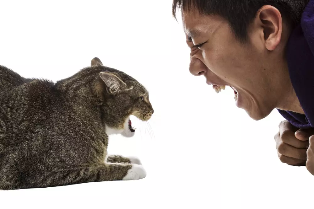 How to calm a kitten down - a list of methods and causes of aggression 1226_1