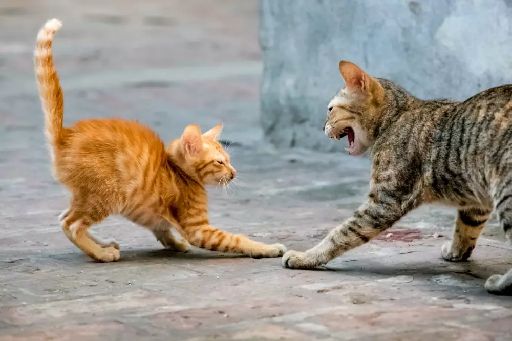 How to calm a kitten down - a list of methods and causes of aggression 1226_2