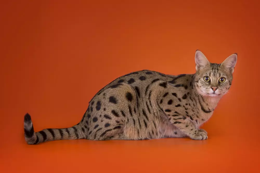 Tigrasta mačka - opis, lik, izgled