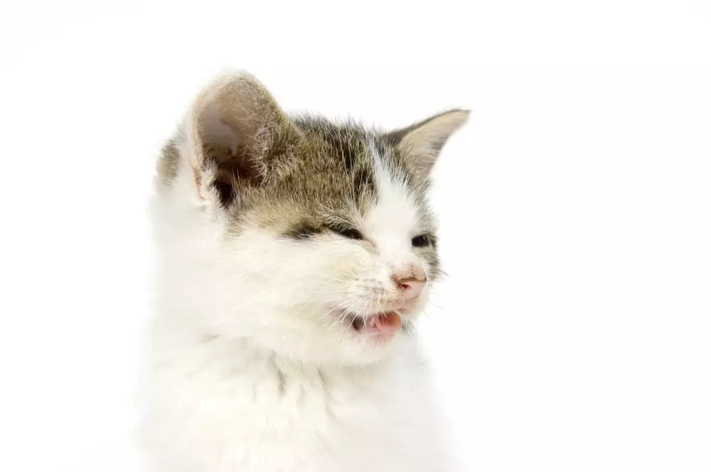 5 grunner til at en katt kaster opp vann - symptomer og behandling 1258_1