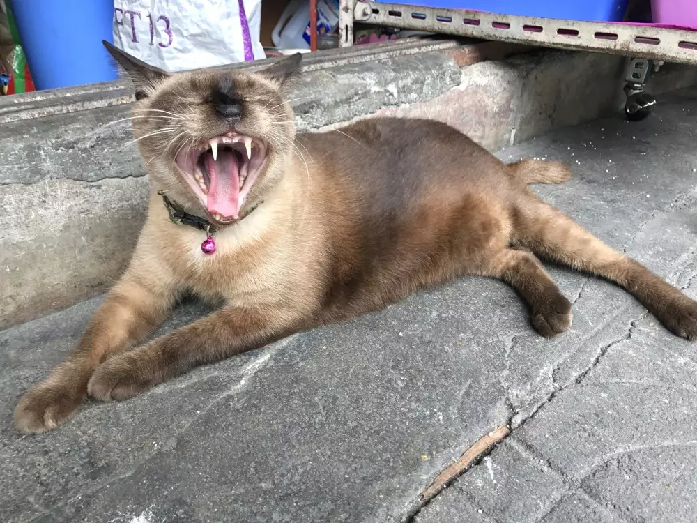 Stomatitis sa mga pusa - sintomas, sanhi at paggamot 1263_4