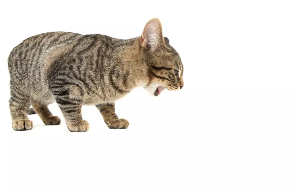 4 Ursachen für grünes Erbrechen bei Katzen - Symptome und Behandlung 1275_1