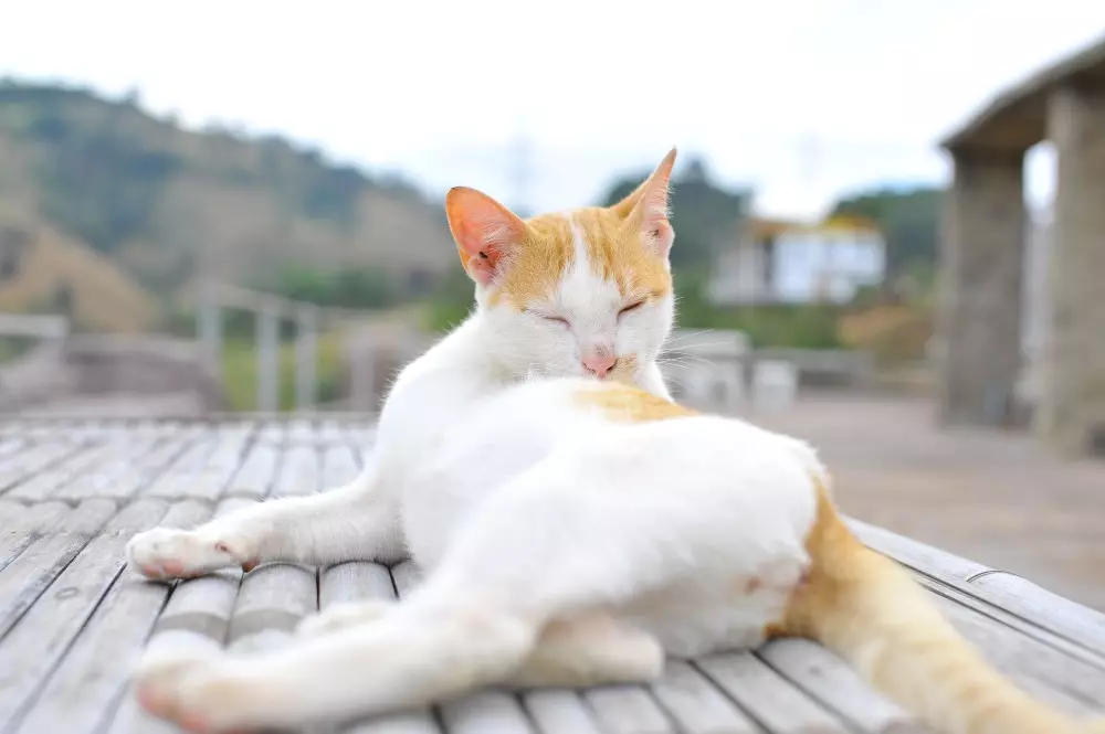 Feline aşgazan asty mäziniň 7 sebäbi - alamatlary we bejergisi 1280_2