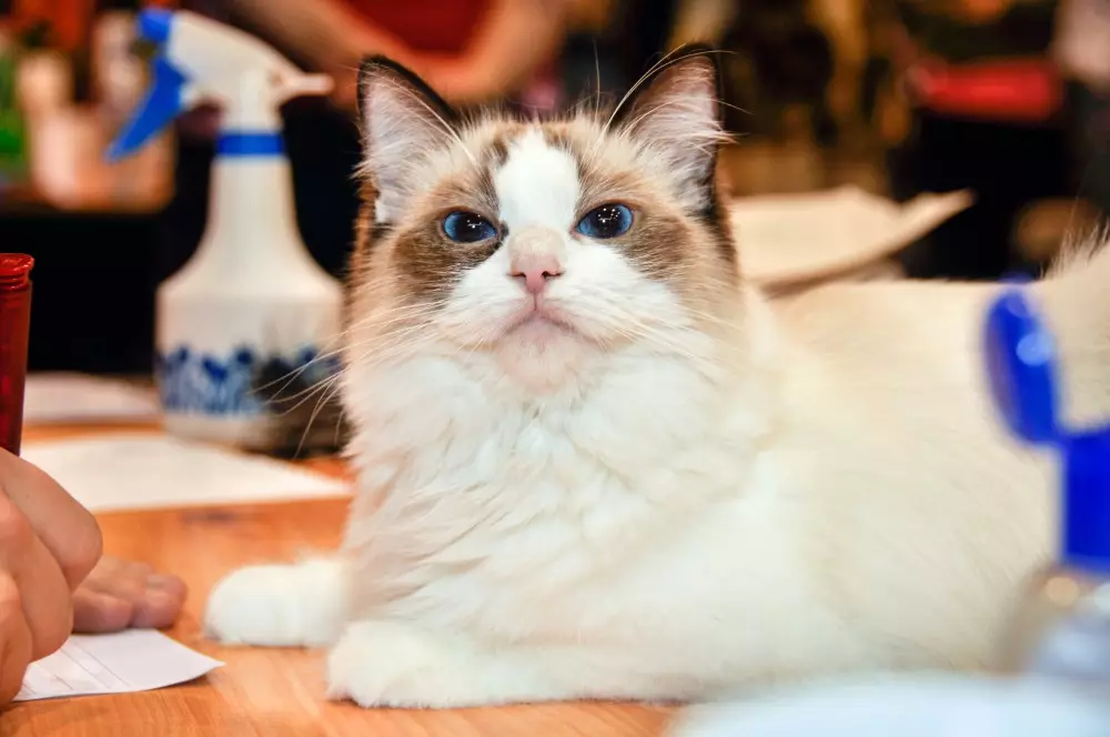 11 สาเหตุของโรคกระเพาะในแมว - อาการ การรักษา การป้องกัน 1290_2