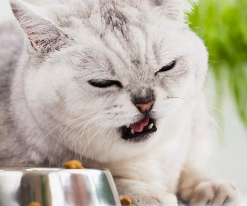 11 αιτίες γαστρίτιδας σε γάτες - συμπτώματα, θεραπεία, πρόληψη 1290_5