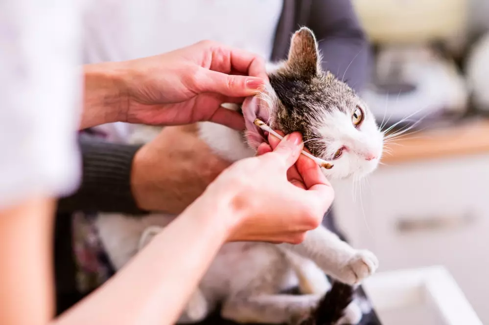 मांजरींमध्ये ओटिटिस मीडिया - घरगुती उपचार