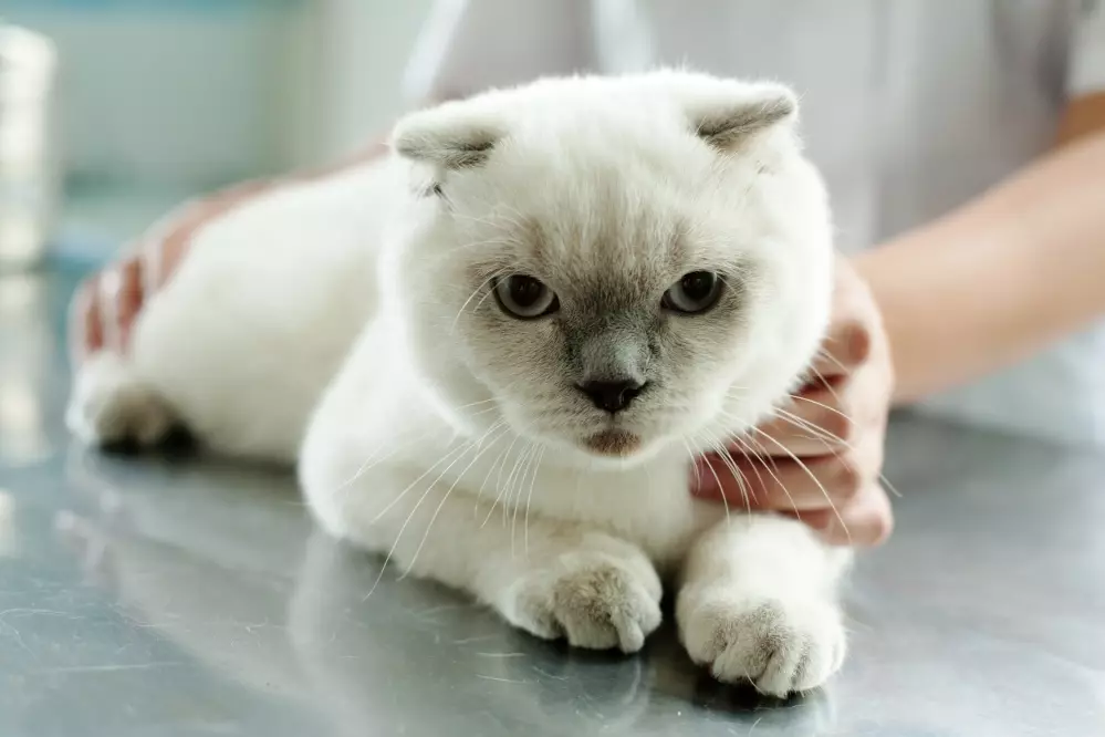 5 علت سنگ کلیه در گربه ها - علائم و درمان 1329_1