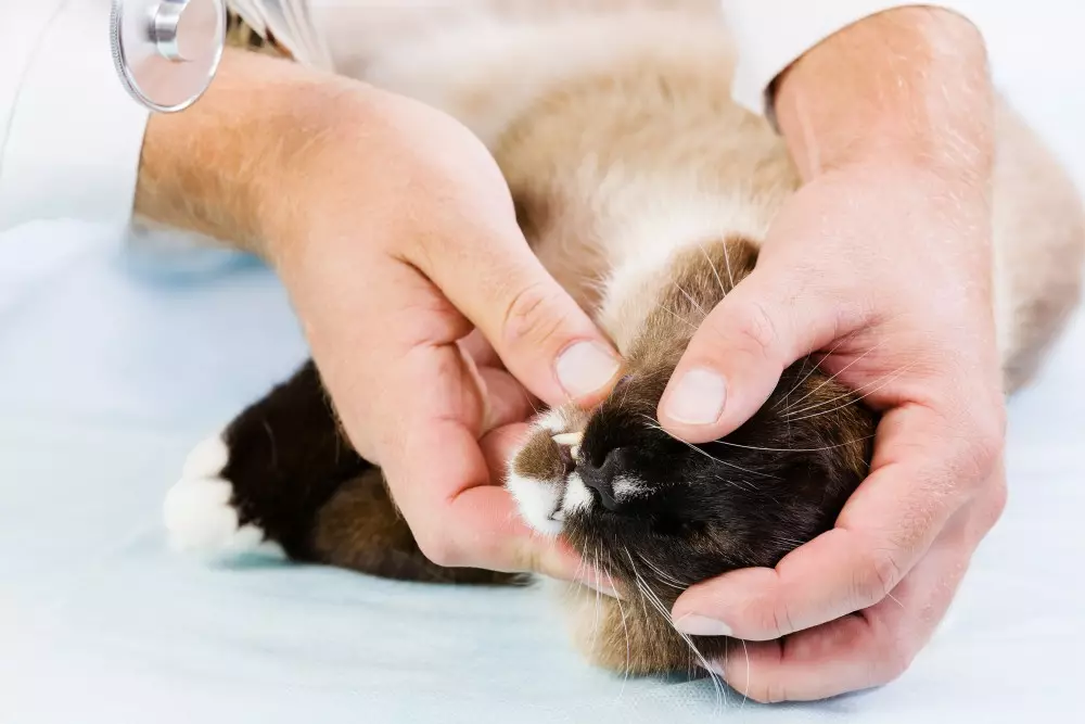 5 oorzaken van urolithiasis bij katten - symptomen en behandeling 1329_3