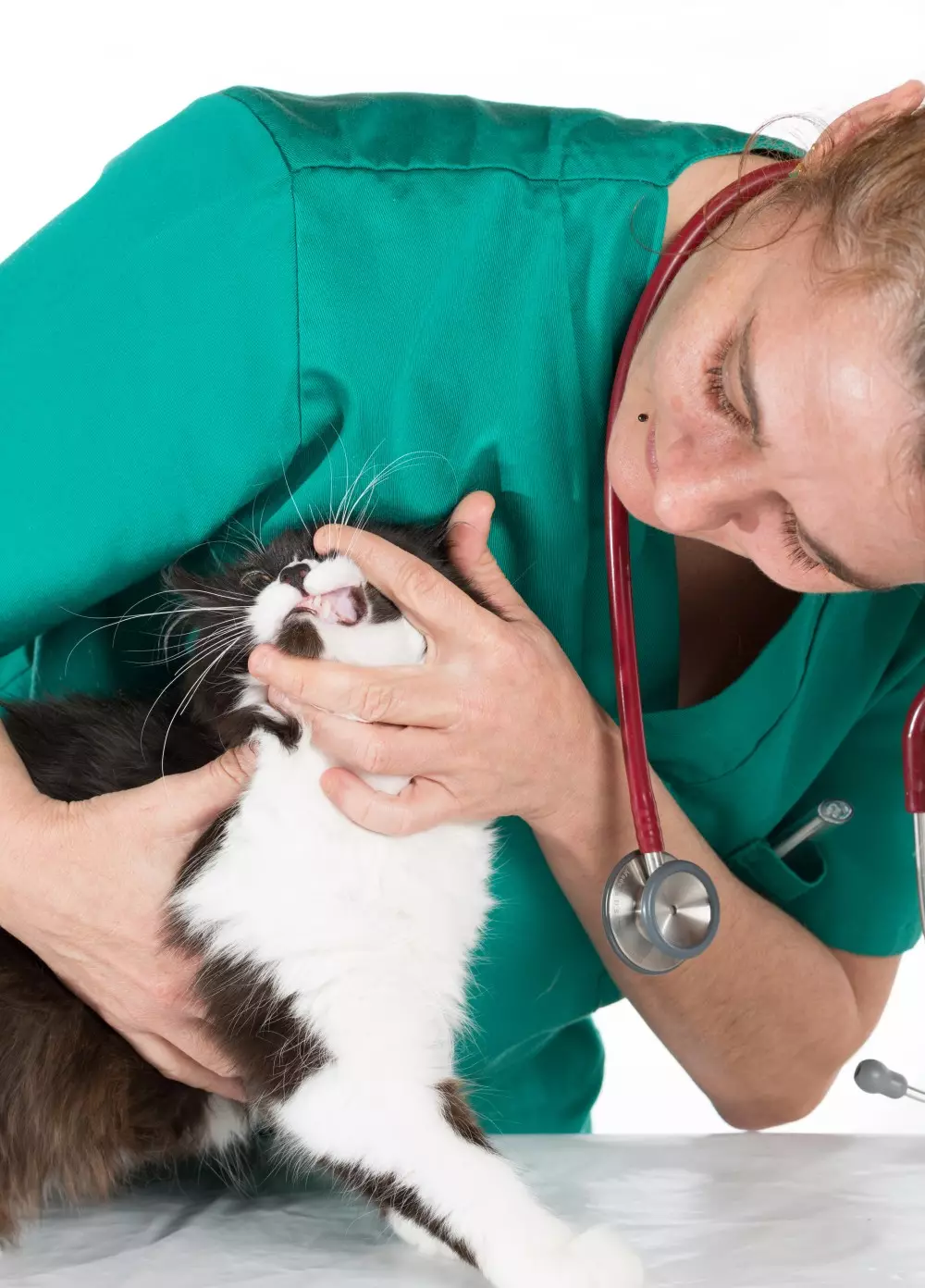 6 orsaker till anemi hos katter - symptom, behandling, förebyggande 1342_1