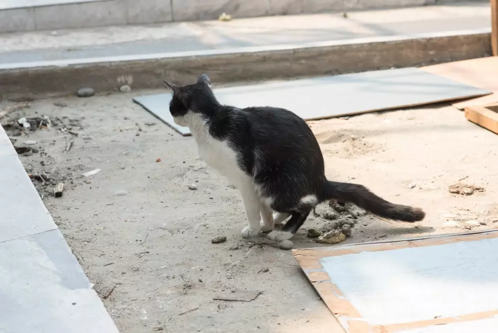 8 grunde til, at en kat har forstoppelse hos en kat - symptomer og behandling 1347_4