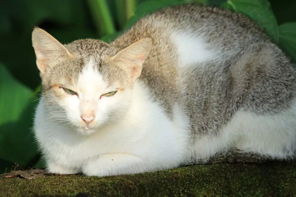 D'Kitten koum kal - 6 Symptomer a wéi ee behandelt 1356_2