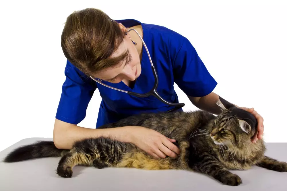 6 simptoma të cistitit në një mace - trajtimi dhe parandalimi 1370_3