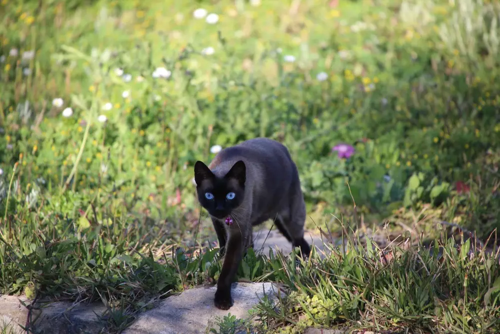 Wie viele Tage geht die Katze und wie oft 138_3