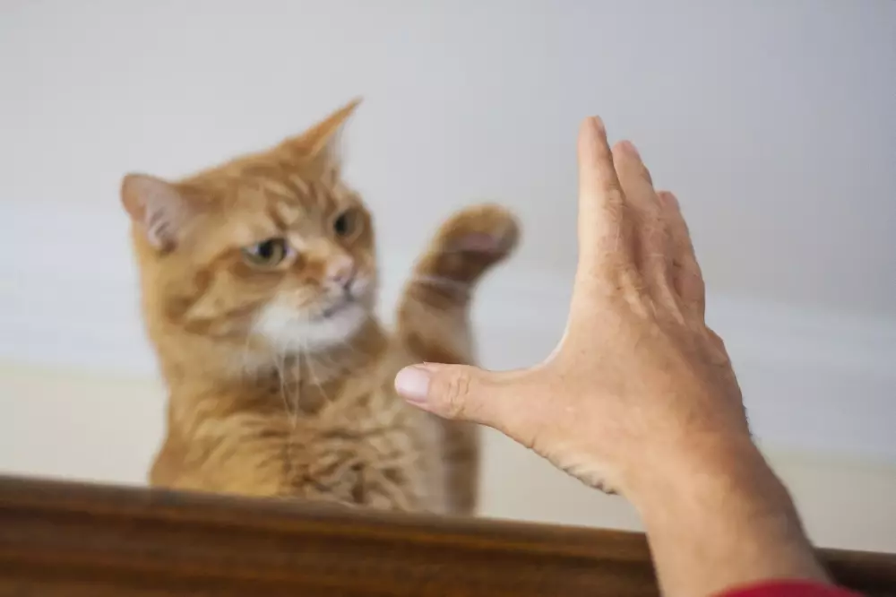 Pozbądź się kota od osoby - zdjęcie, leczenie, profilaktyka