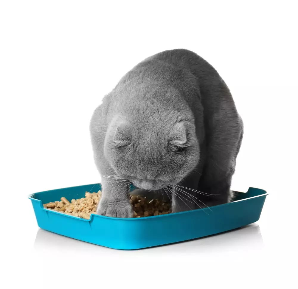 Thức ăn Whiskas - nó có hại cho mèo không, thành phần 1436_1