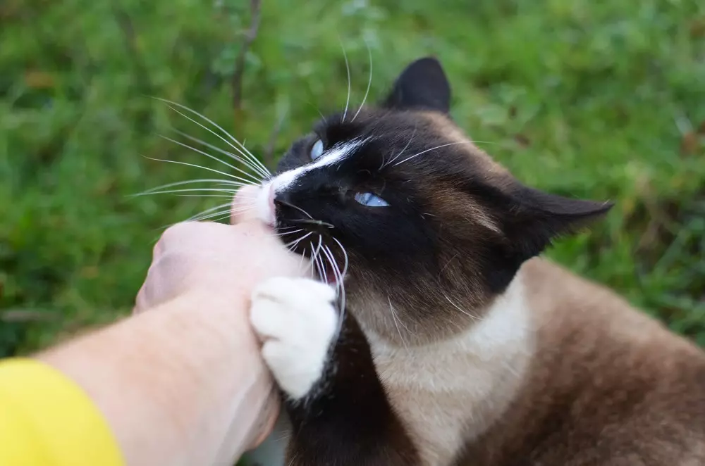 Bir kedi neden bacaklarını ısırır - nedenleri ve ne yapmalı 1439_2