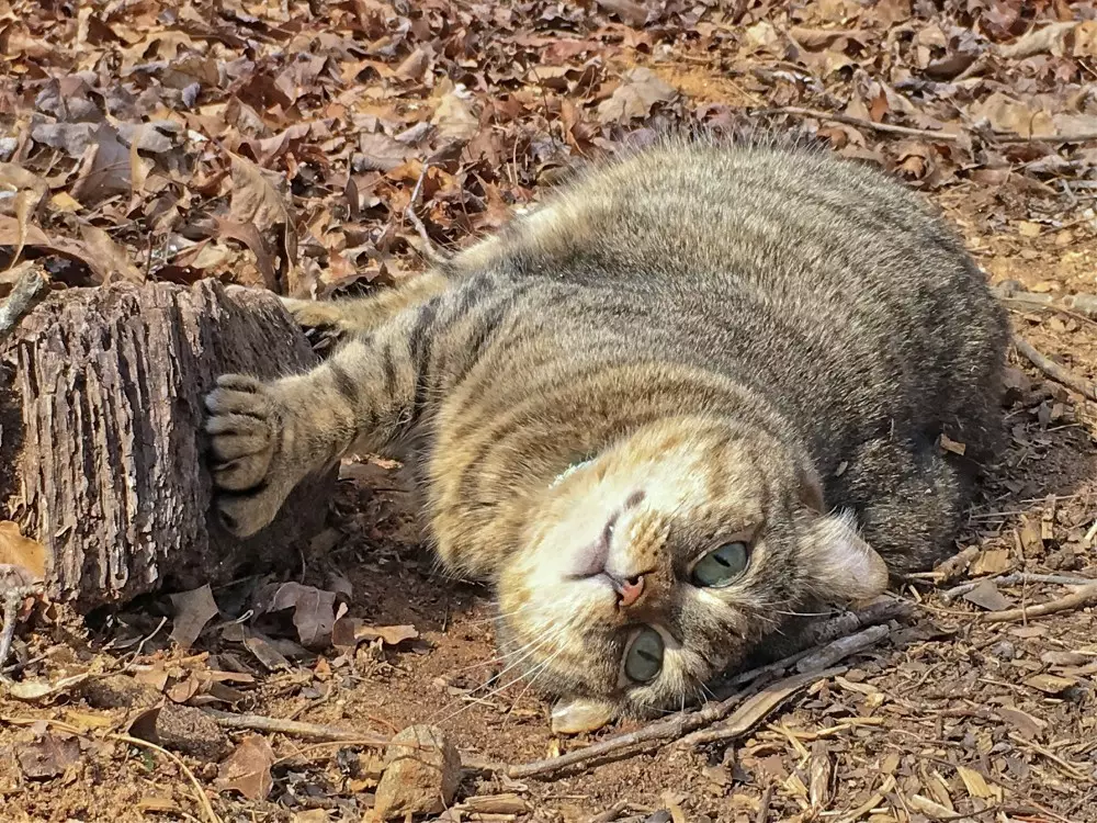 Gato semellante ao lince: descrición da raza, personaxe 1456_3