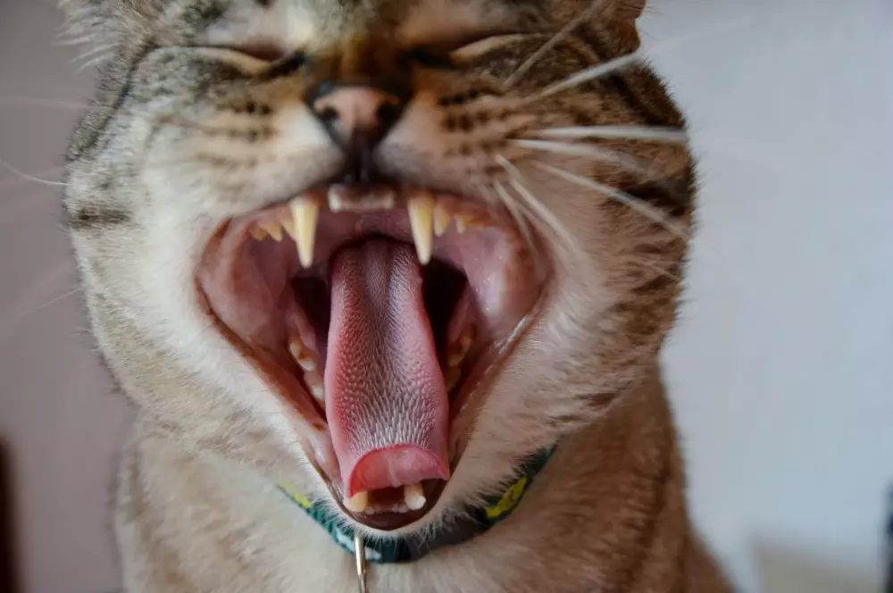 Katte har en grov tunge - årsager og hvad de skal gøre 1475_2
