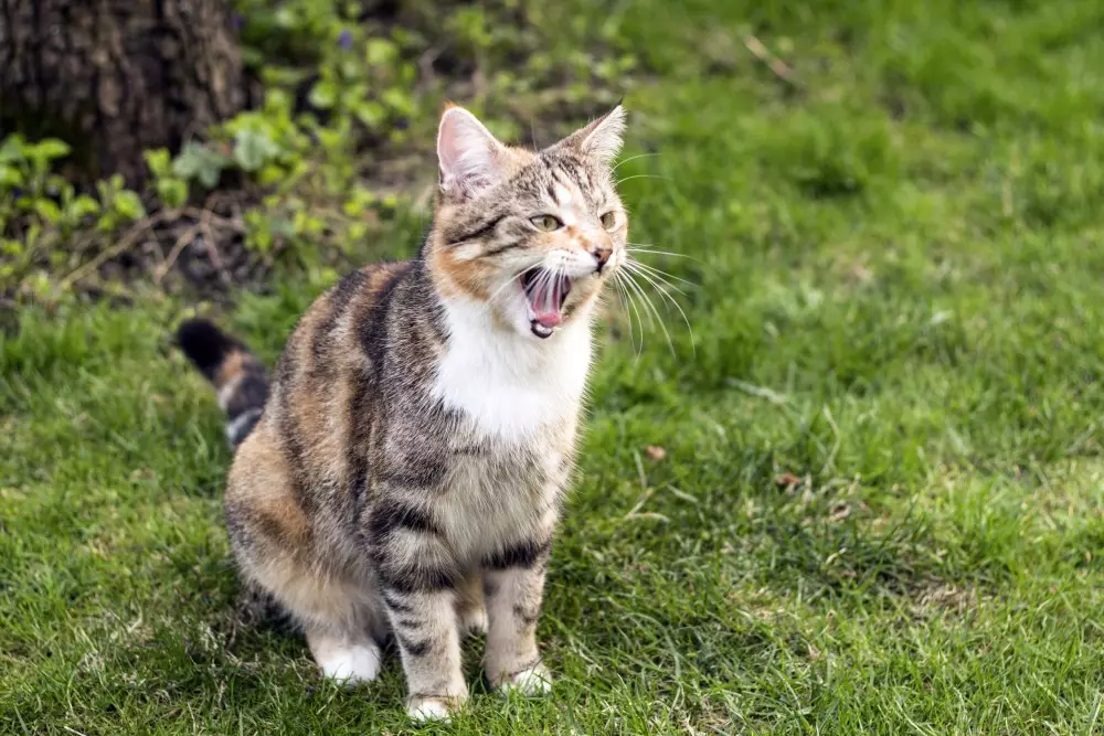 Varför behöver en katt en mustasch - mustaschfunktioner 1478_4