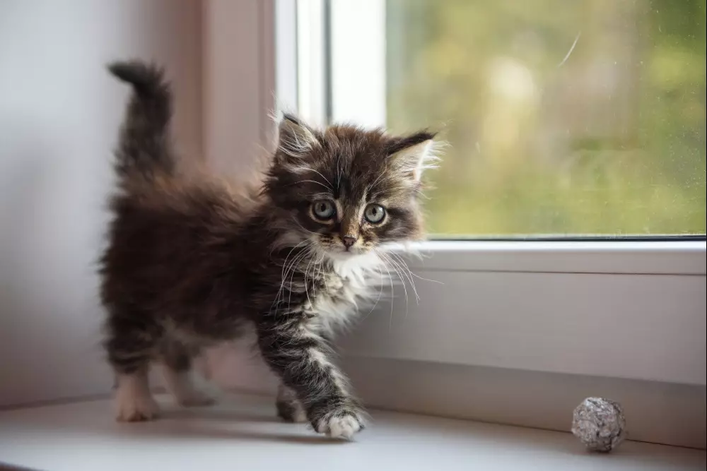 Comment nourrir un chaton sans chat à la maison - schéma d'alimentation 1479_2