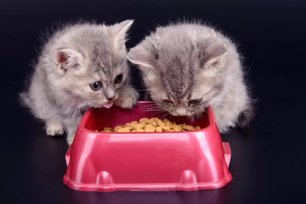 Comment nourrir un chaton sans chat à la maison - schéma d'alimentation 1479_5