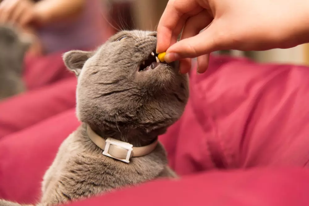 Tablet untuk cacing untuk kucing - ikhtisar obat terbaik 147_2