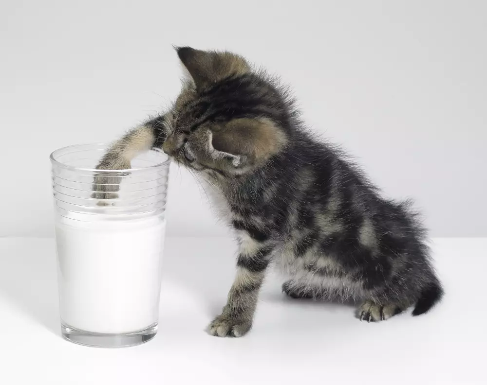 Is it mooglik kefir te jaan oan katten - foardiel en skea 1485_1