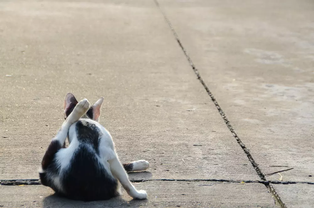 Wie lange leben Flöhe bei Katzen? 1491_2