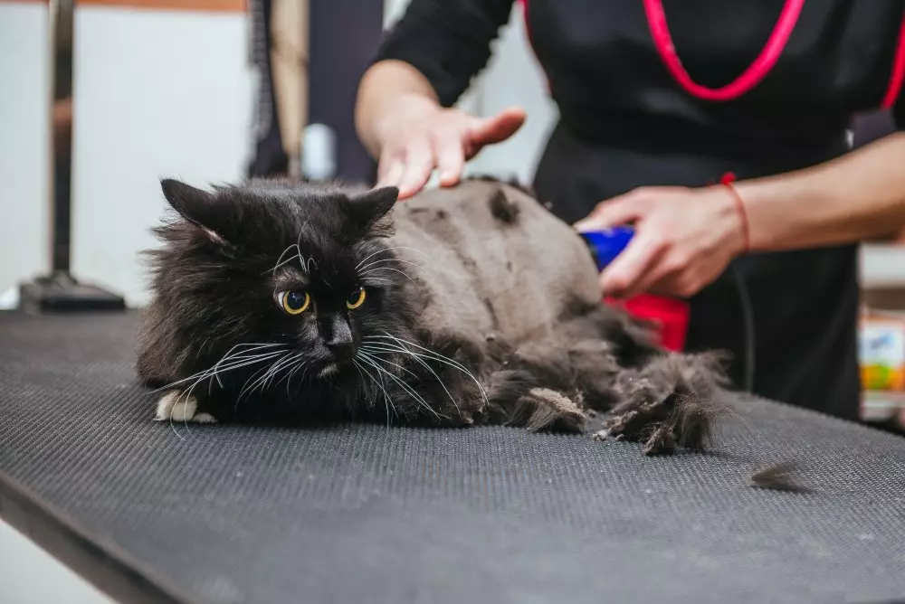 Mekanik kedi kesme makinesi - açıklama ve fiyat 1494_1