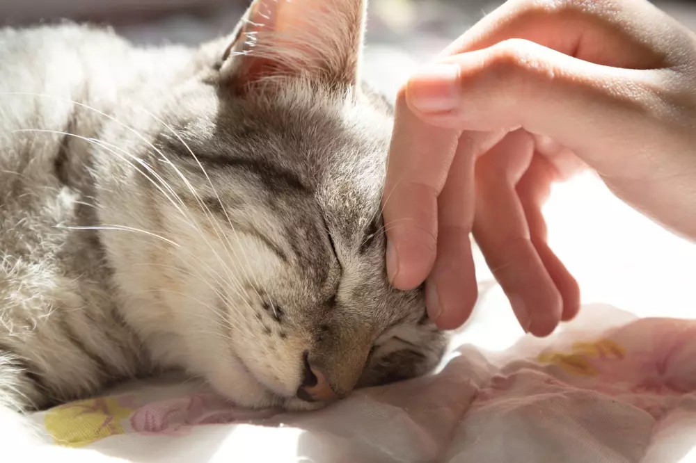 Oleh itu, kucing merenung - sebab dan apa maksudnya 1508_1