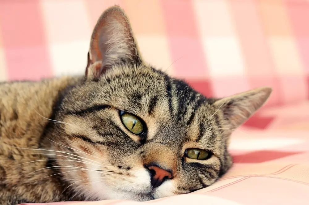 9 symptômes d'un rhume chez le chat - comment traiter 1540_2