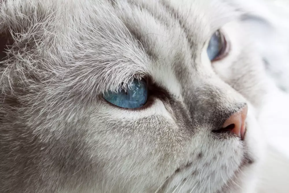 גזע חתולים בעל עיניים גדולות ולוע שטוח