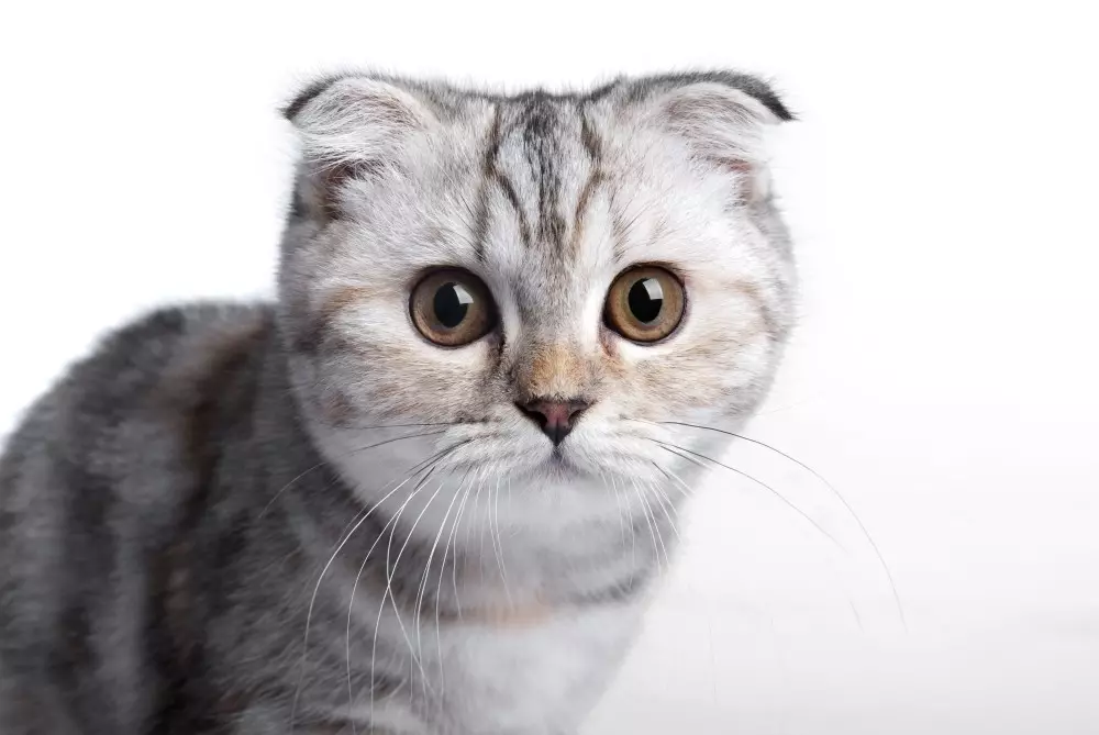 גזע חתולים בעל עיניים גדולות ולוע שטוח 1557_2