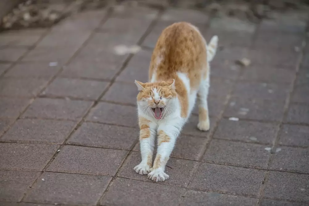 A quel âge les chats commencent-ils à marcher - à combien de mois 1558_2