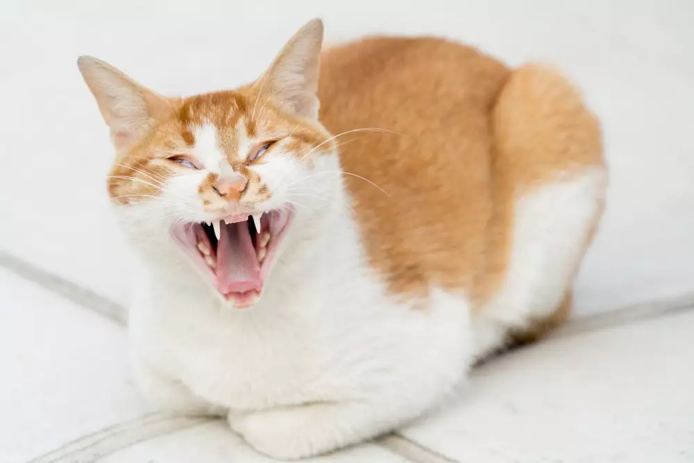 Sterilizovaná mačka pýta mačku - pravda alebo mýtus