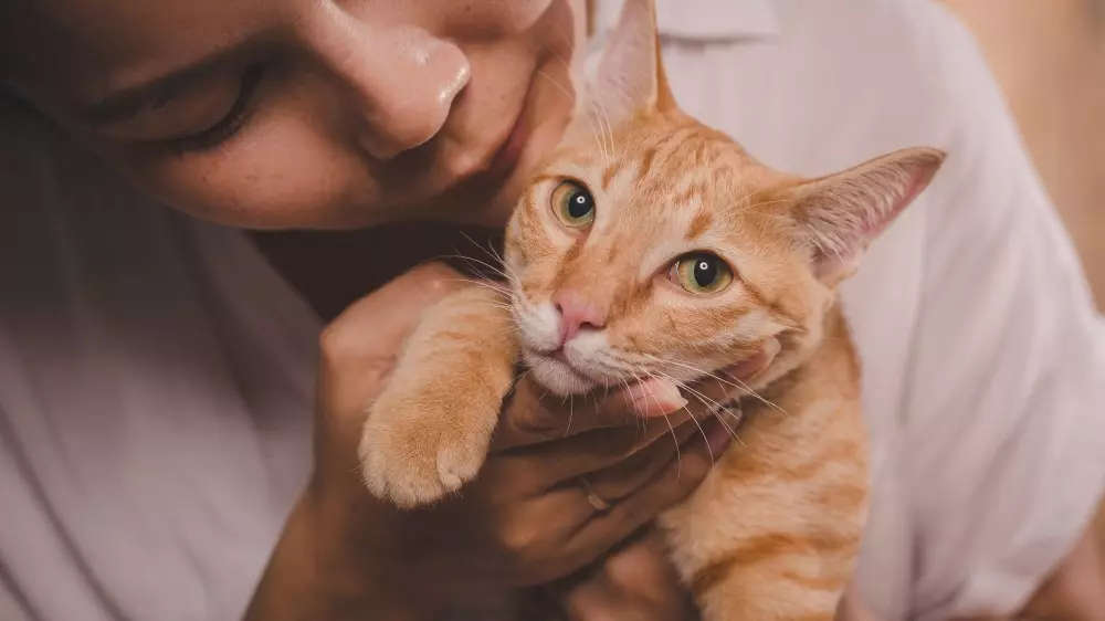 Um gato esterilizado pede um gato - verdade ou mito 1587_2