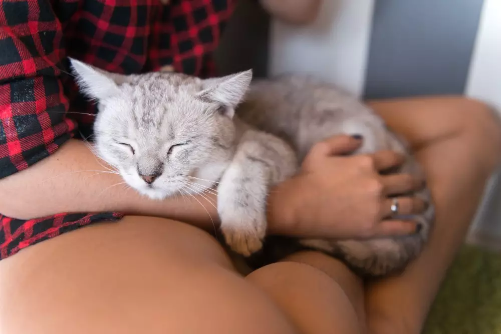 7 redenen wêrom't katten purrje as jo se aartsje 1602_3