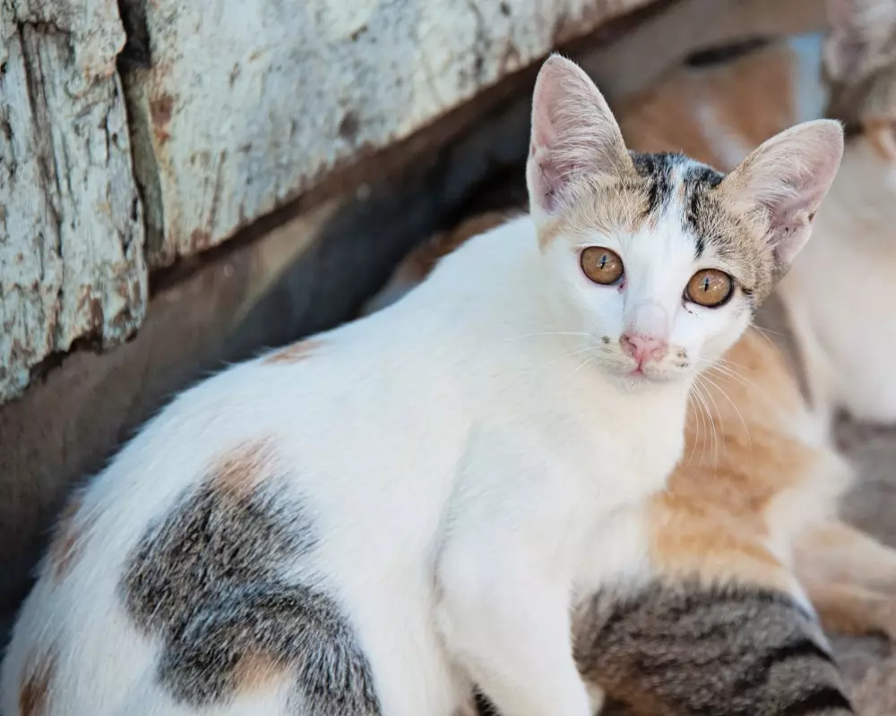 Inflamación dos ollos nos gatos: que facer, como tratar 1611_2