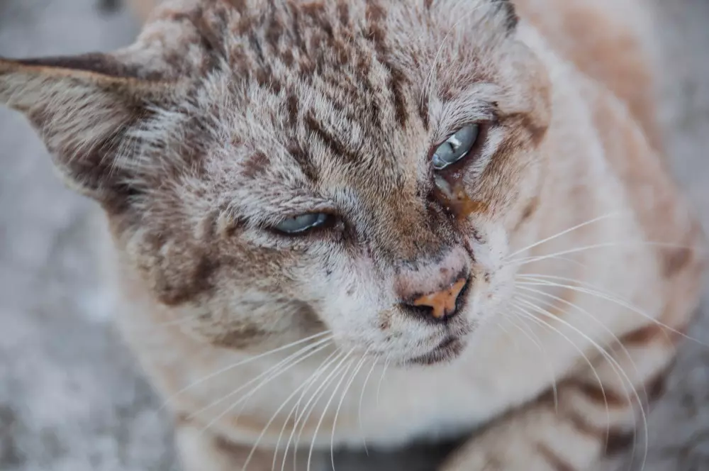 Inflamación dos ollos nos gatos: que facer, como tratar 1611_3