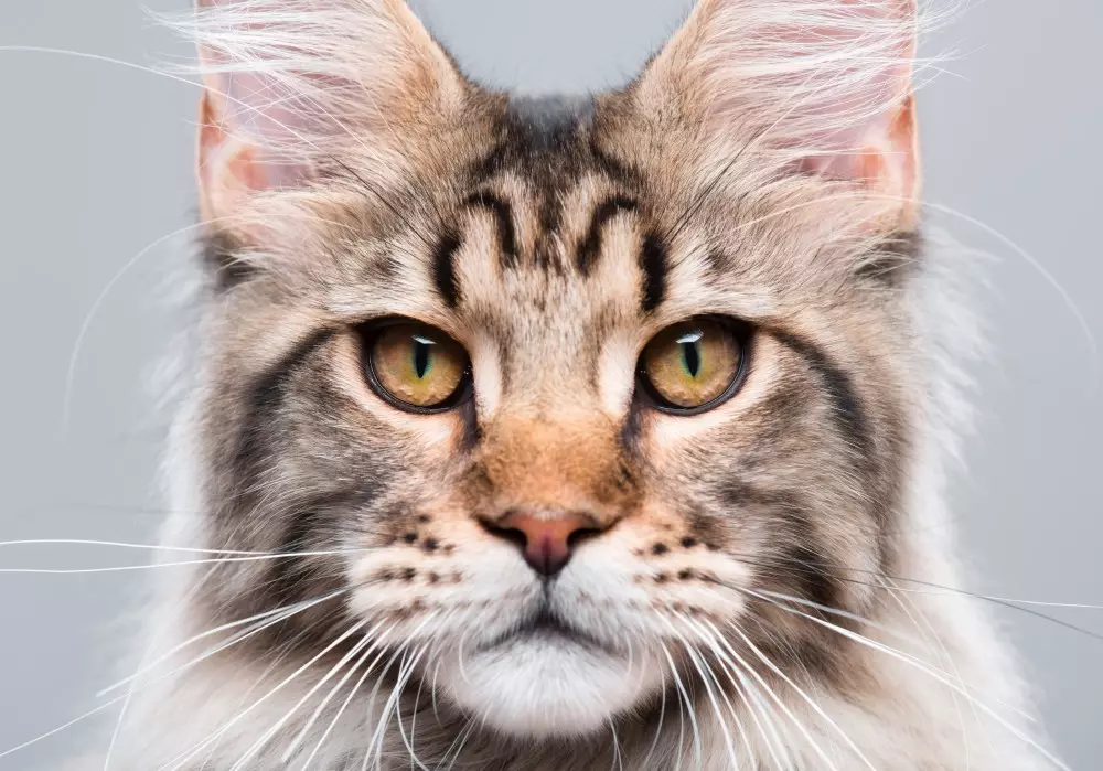 4 grunner til at kattens øyne fester - symptomer, behandling 1616_4