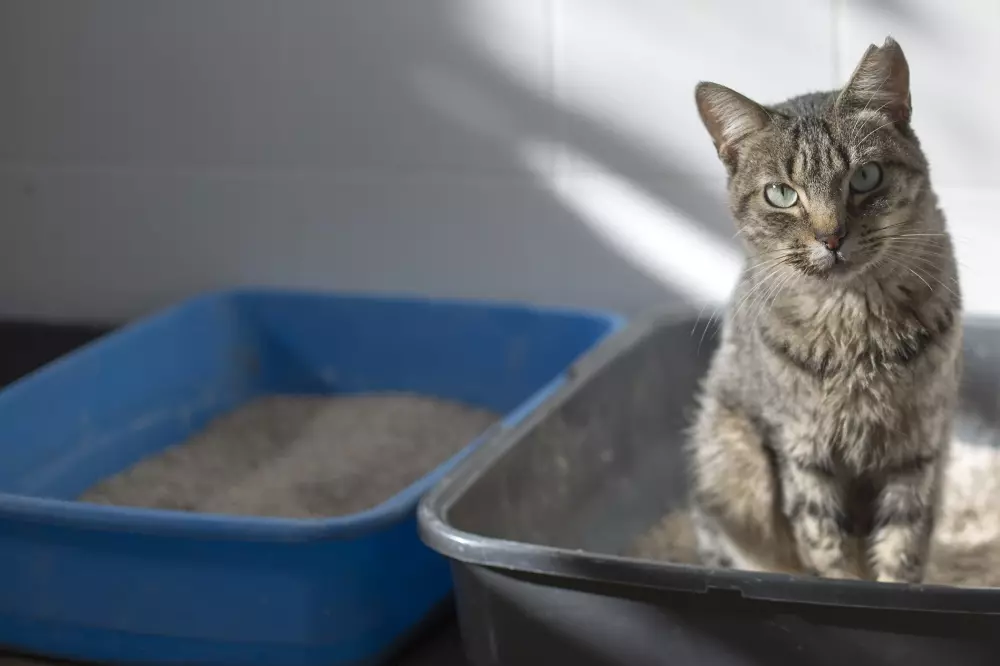 Sampah gel silika kanggo kucing - pro lan kontra 1622_4